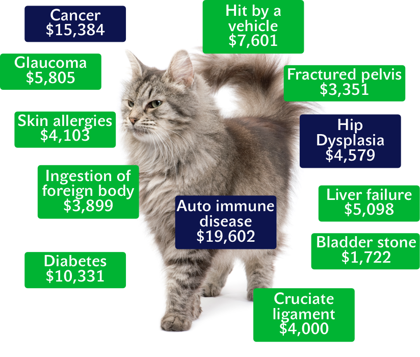 What Does Pet Insurance Cover: Plans & Costs | Pet Insurer